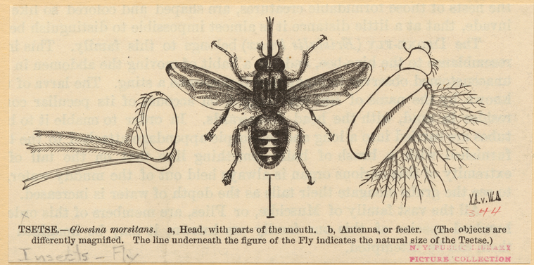 Tsetse Fly Size