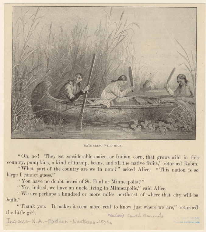 Gathering wild rice - NYPL Digital Collections
