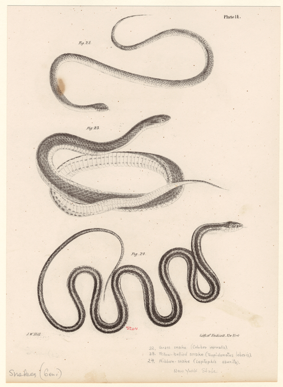Grass snake (Coluber vernalis) ; Yellow bellied snake (Tropidonotus ...