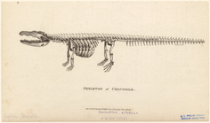 Search results - "crocodile" - NYPL Digital Collections