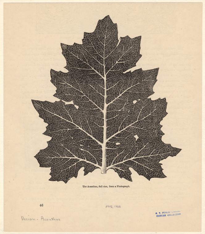 The acanthus, full size, from a photograph - NYPL Digital Collections