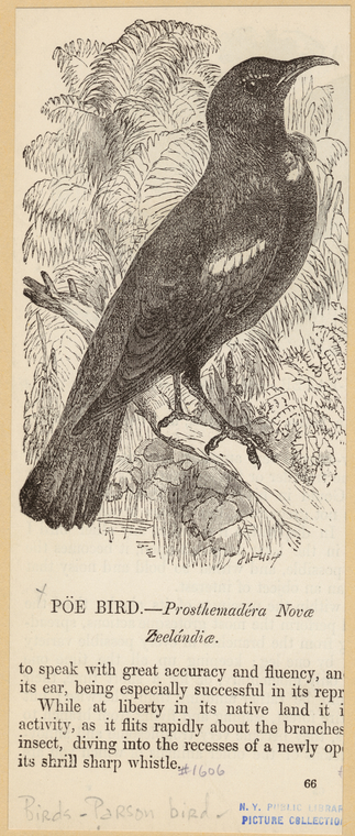 Poë bird, Prosthemadéra novoe zeelándioe - NYPL Digital Collections