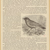 Poë bird, Prosthemadéra novoe zeelándioe - NYPL Digital Collections