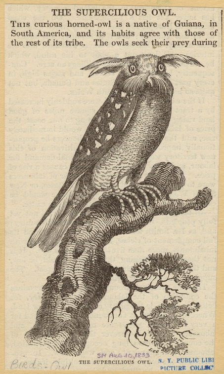 The supercilious owl - NYPL Digital Collections