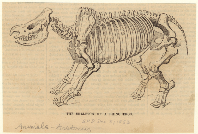 The skeleton of a rhinoceros - NYPL Digital Collections