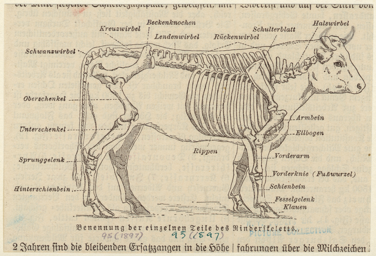 Benennung der einzelnen Teile des Rinderskeletts - NYPL Digital Collections