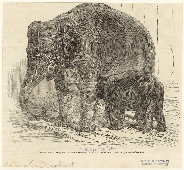 Elephant calf, in the menagerie of the Zoological Society, Regent's ...