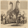 Camelopard - NYPL Digital Collections