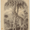 Camelopard - NYPL Digital Collections