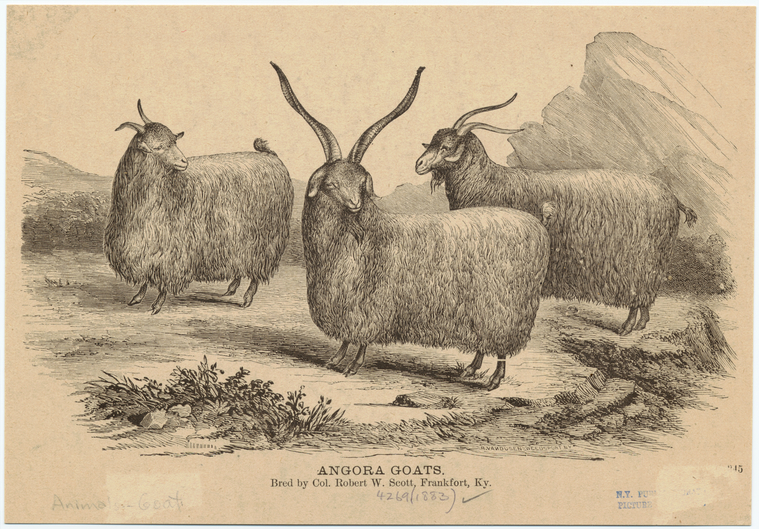 Angora goats - NYPL Digital Collections