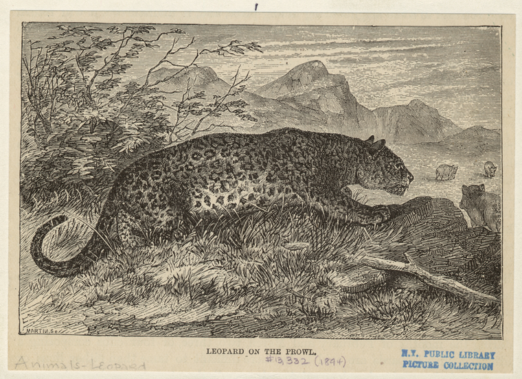 Leopard on the prowl - NYPL Digital Collections