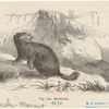 The Québec marmot - NYPL Digital Collections