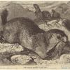 The Québec marmot - NYPL Digital Collections