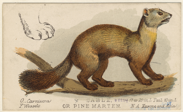 Pine Marten Drawing