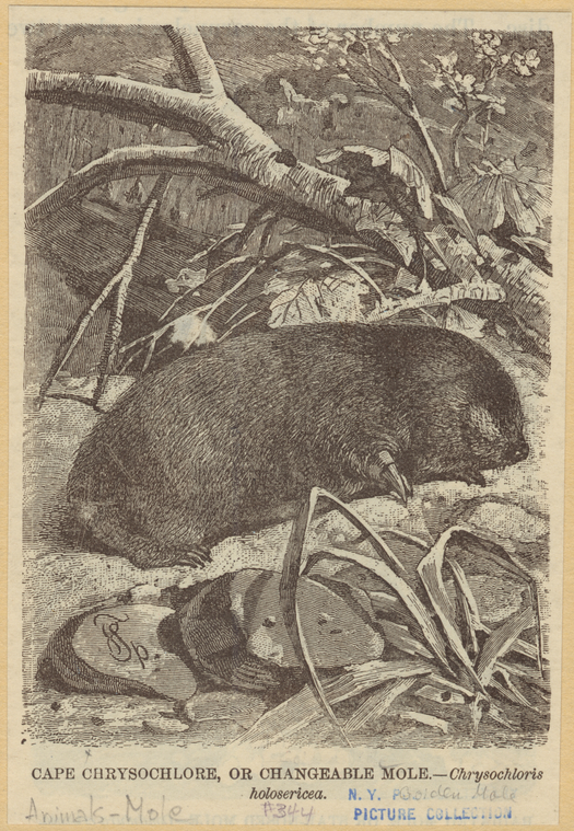 Cape chrysochlore, or changeable mole -- Chrysochloris holosericea ...