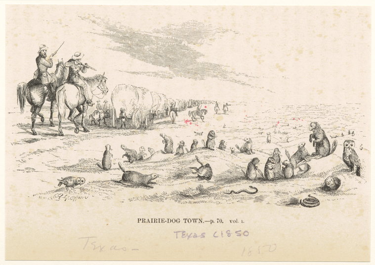 Prairie-dog town - NYPL Digital Collections