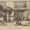 Rabbit looking over its shoulder - NYPL Digital Collections