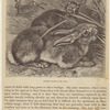 Rabbit looking over its shoulder - NYPL Digital Collections