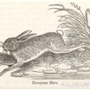 Rabbit looking over its shoulder - NYPL Digital Collections