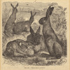 Rabbit looking over its shoulder - NYPL Digital Collections