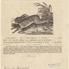 Rabbit looking over its shoulder - NYPL Digital Collections