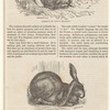 Rabbit looking over its shoulder - NYPL Digital Collections