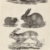 Rabbit looking over its shoulder - NYPL Digital Collections