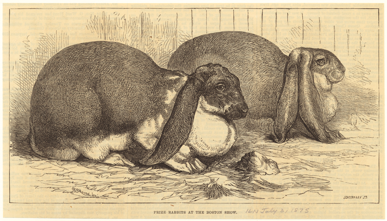 Prize rabbits at the Boston show - NYPL Digital Collections