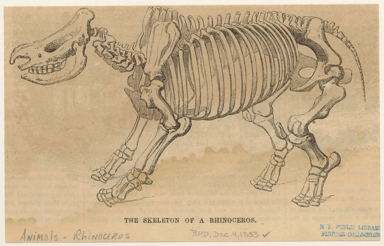 The skeleton of a rhinoceros - NYPL Digital Collections