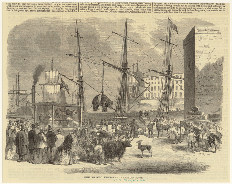 Shipping wild animals in the London docks - NYPL Digital Collections