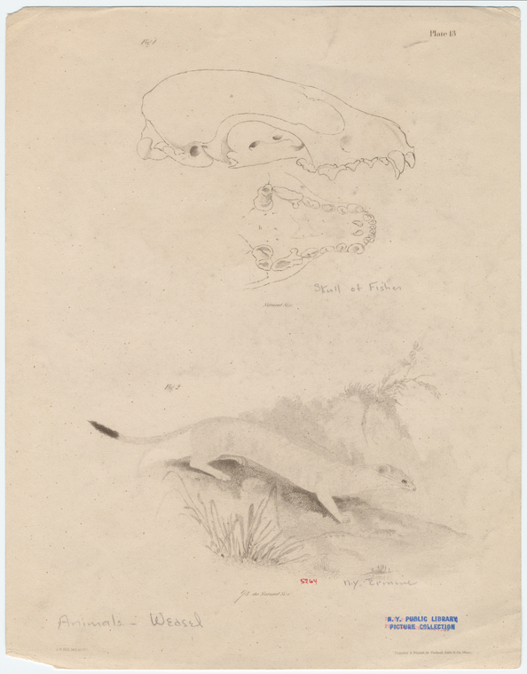 Ermine Skull