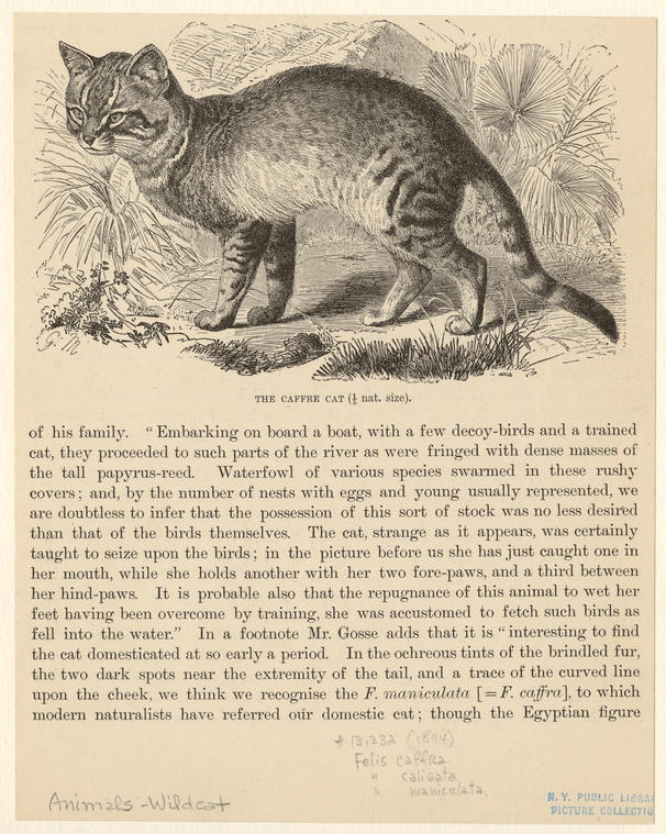 The caffre cat - NYPL Digital Collections