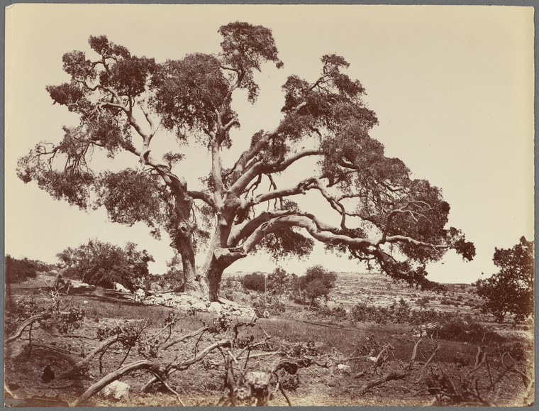 Abraham's Oak at Hebron, Palestine - NYPL Digital Collections