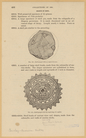 Search results - "shell" - NYPL Digital Collections