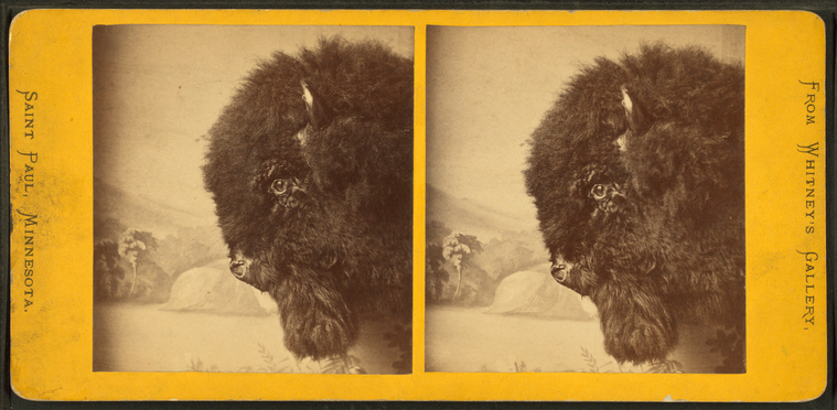 View of a buffalo head in front of a painted background. - NYPL Digital ...