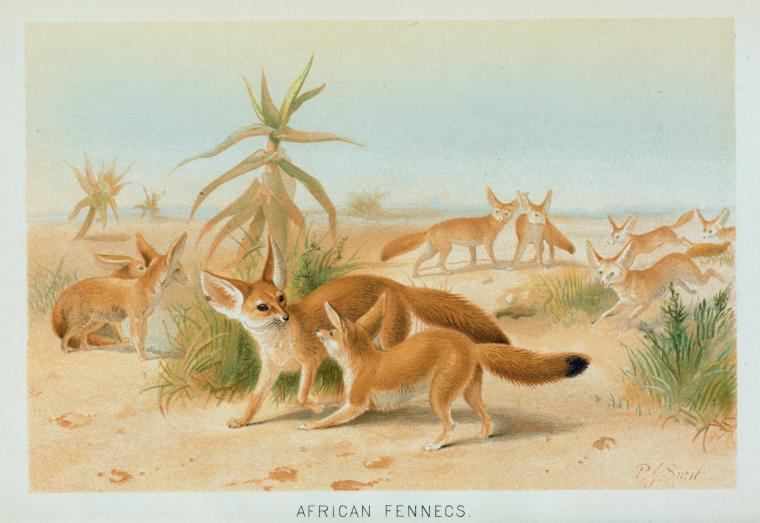 African Fennecs. - NYPL Digital Collections