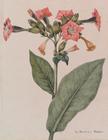 Search results - "botanicals" - NYPL Digital Collections