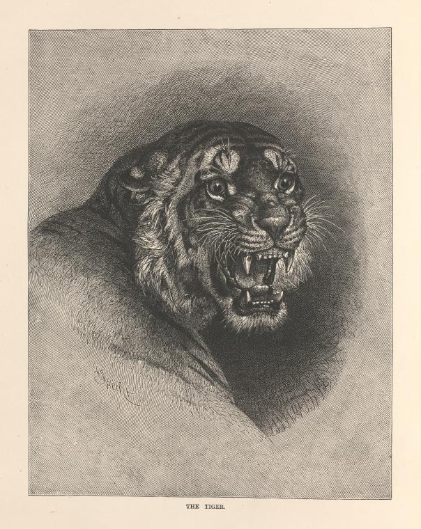 The tiger. - NYPL Digital Collections