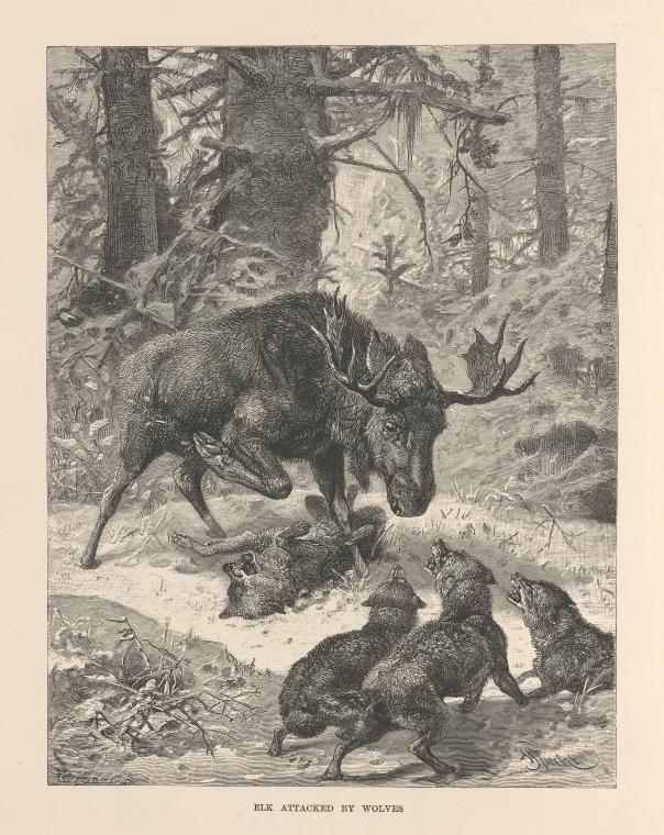 Elk attacked by wolves. - NYPL Digital Collections