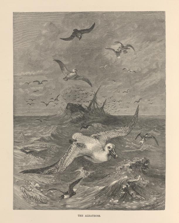 The albatross. - NYPL Digital Collections
