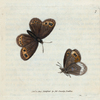 Salmo Fario; var. (Gillaroo Trout) [Class 4. Pisces; Order 4. Abdominal ...
