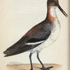 Salmo Fario; var. (Gillaroo Trout) [Class 4. Pisces; Order 4. Abdominal ...