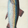 Salmo Fario; var. (Gillaroo Trout) [Class 4. Pisces; Order 4. Abdominal ...