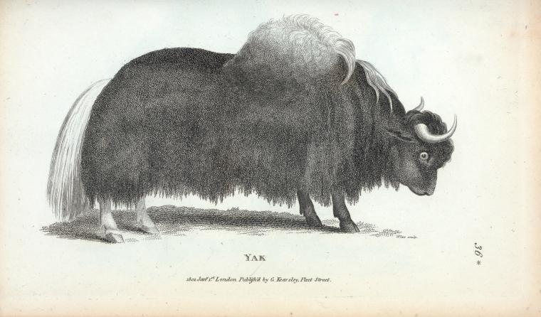 Yak. - NYPL Digital Collections