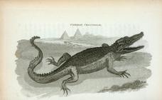 Search results - "crocodile" - NYPL Digital Collections