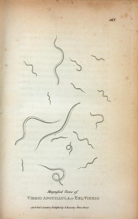Magnified Views of Vibrio Anguillula or Eel Vibrio. - NYPL Digital ...
