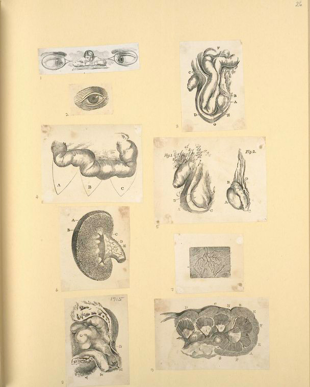 Illustrations of human anatomy. - NYPL Digital Collections
