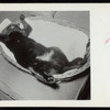 Hamlet (cat) - NYPL Digital Collections