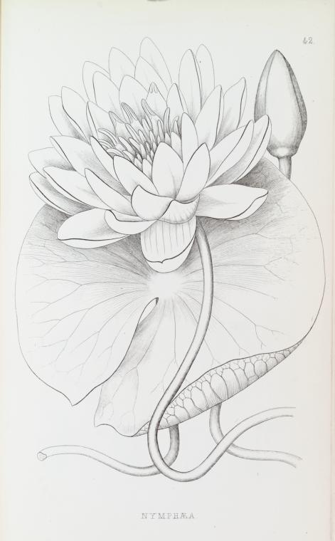 Nymphaea - NYPL Digital Collections