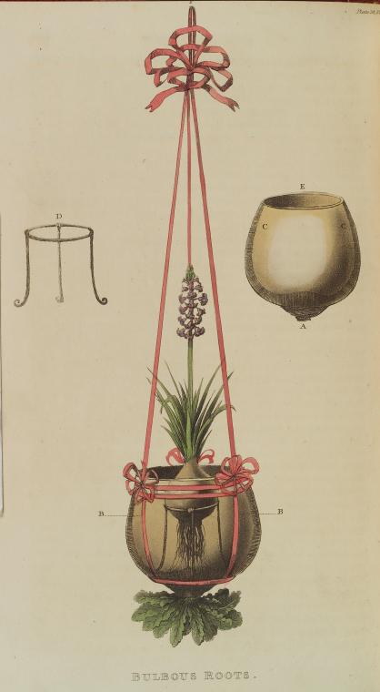 Bulbous roots - NYPL Digital Collections